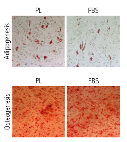 PLTMax Human Platelet Lysate | SCM141